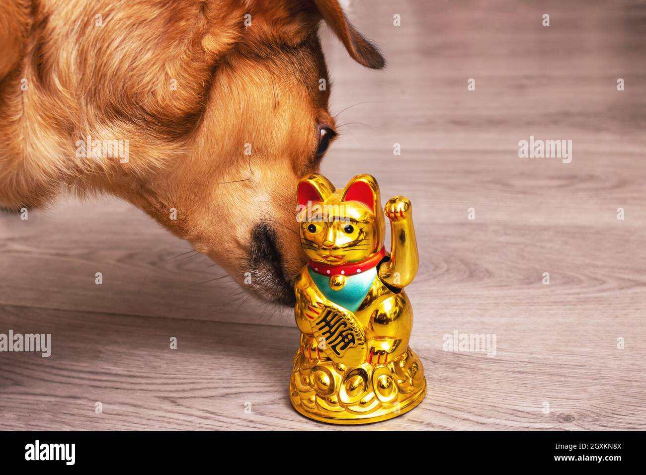 Ginger dog sniffing maneki neko on wooden floor Stock Photo - Alamy