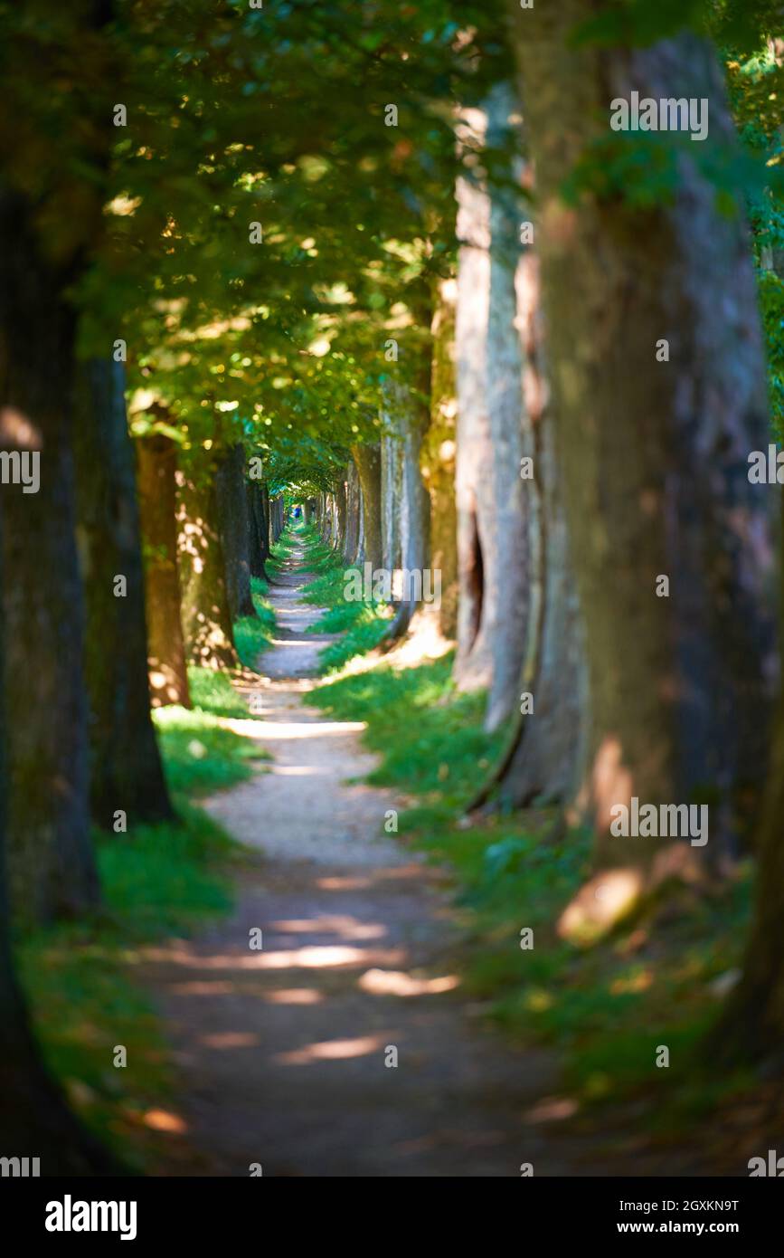 country road trought tree alley in the park fresh morning at spring ...