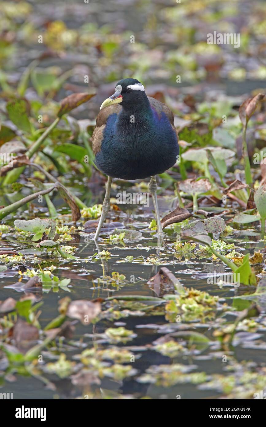 Bronze-winged Jacana (Metopidius indicus) adult standing on floating ...