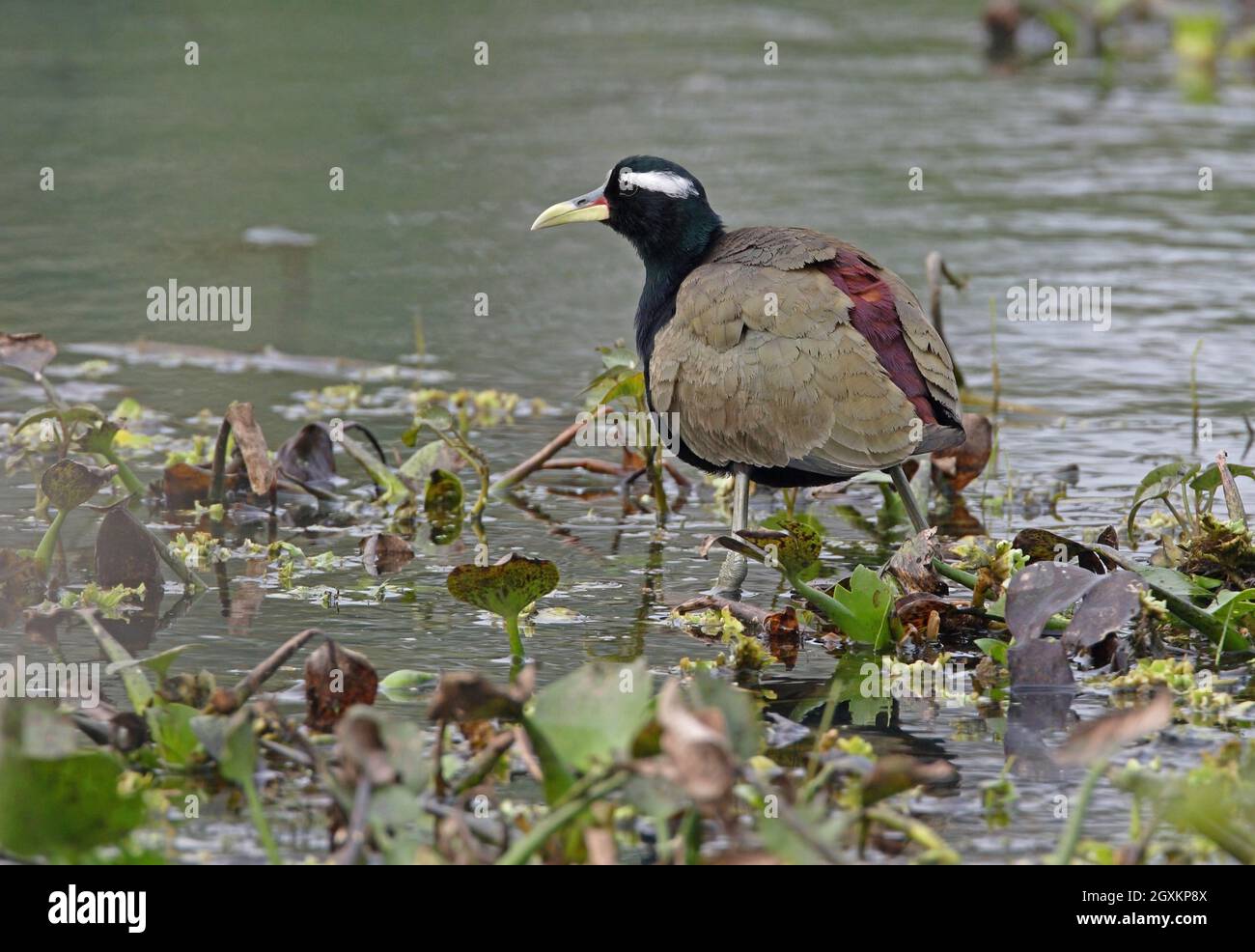 Bronze-winged Jacana (Metopidius indicus) adult standing on floating ...