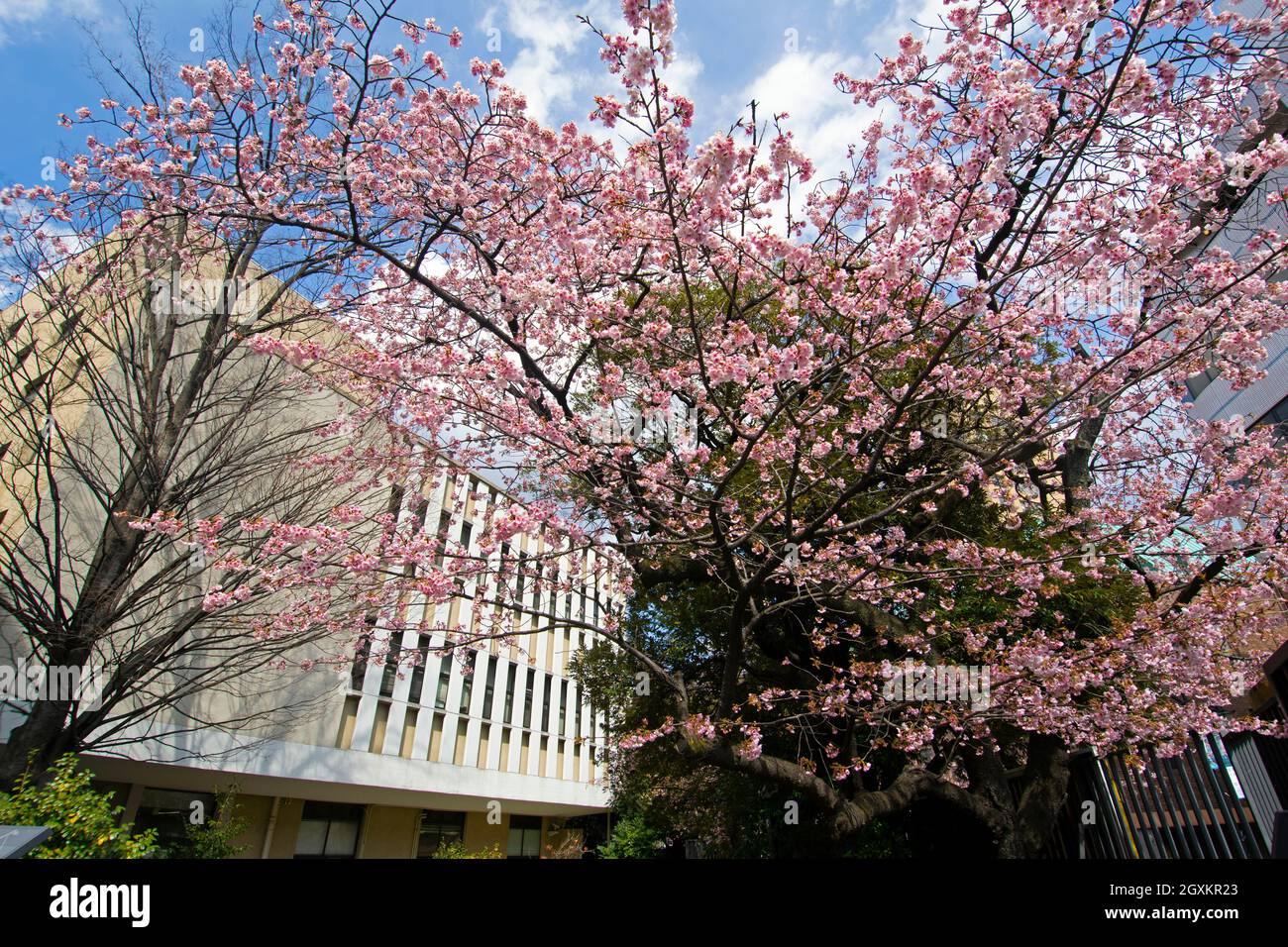 Blooming cherry blossom or sakura in the campus of Waseda University ...
