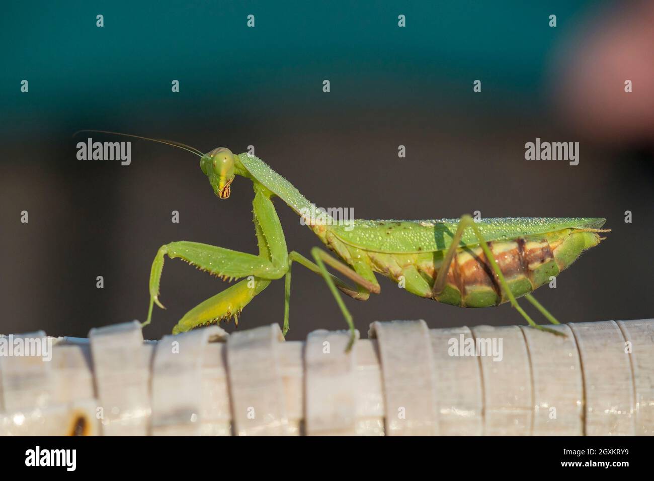 Resting mantis hi-res stock photography and images - Alamy