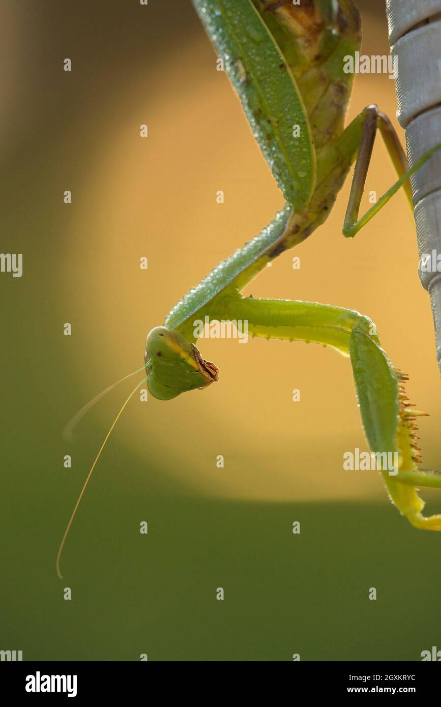 Sun mantis hi-res stock photography and images - Alamy