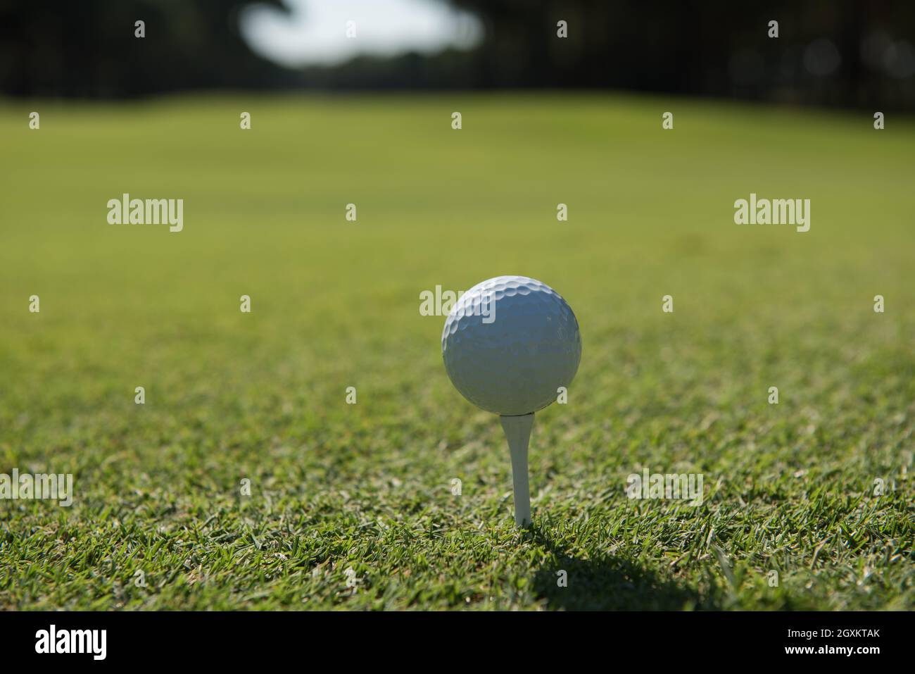 golf ball on tee at beautiful course with fresh green grass Stock Photo ...
