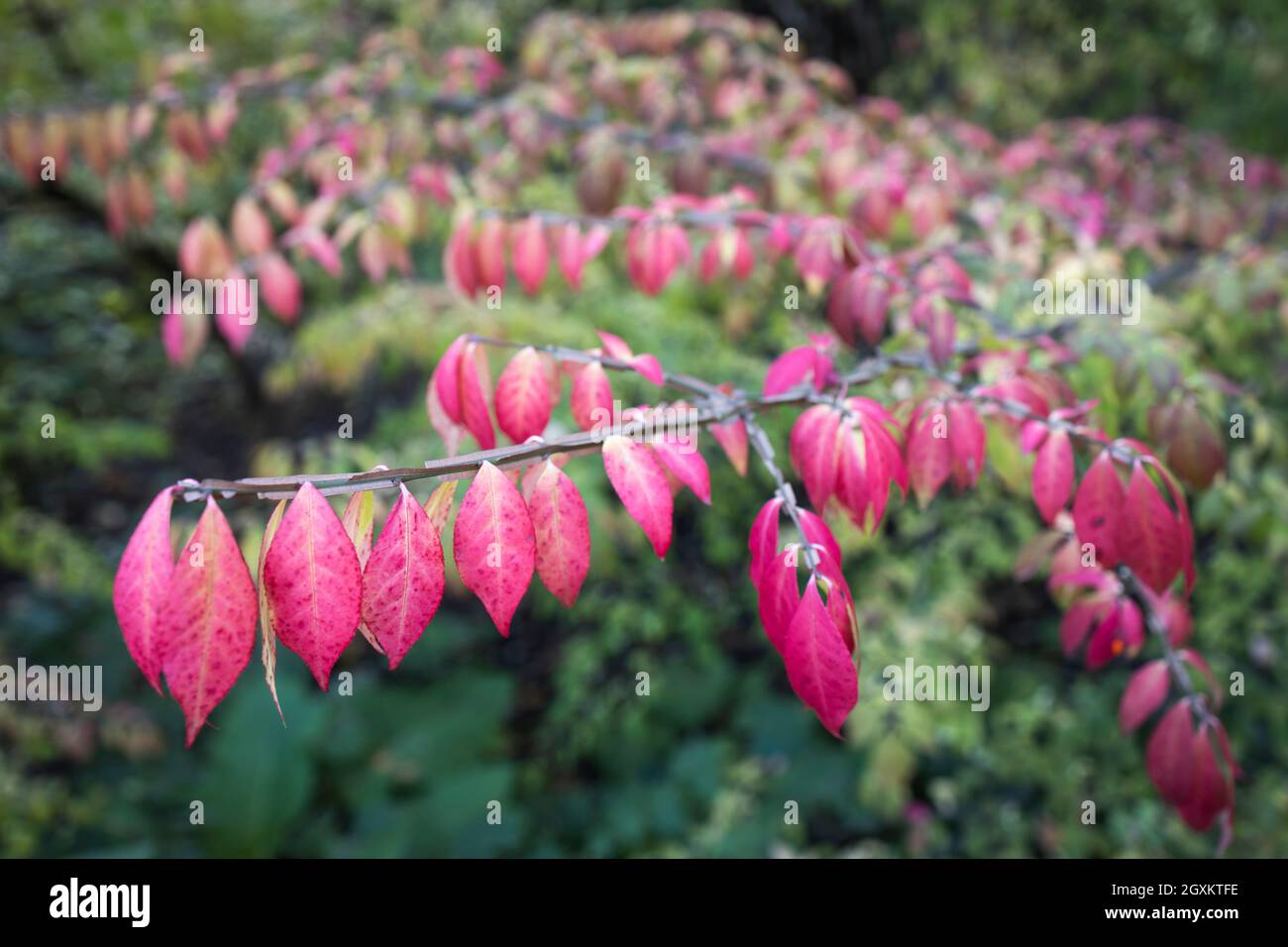 colorful background macro closeup of stunning Euonymus alatus, winged ...