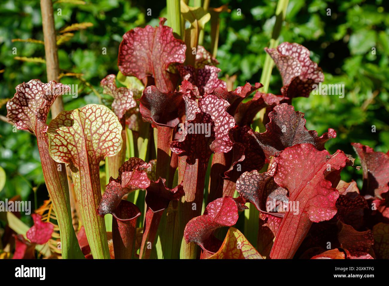 pitcher plants, Sarracenia aerolata, carnivorous plants, varied colors ...