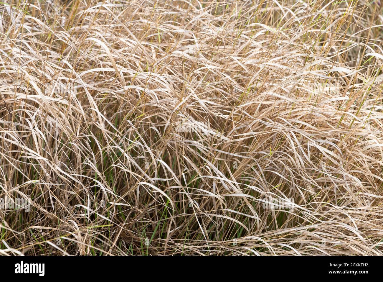 Dead grass background hi-res stock photography and images - Alamy