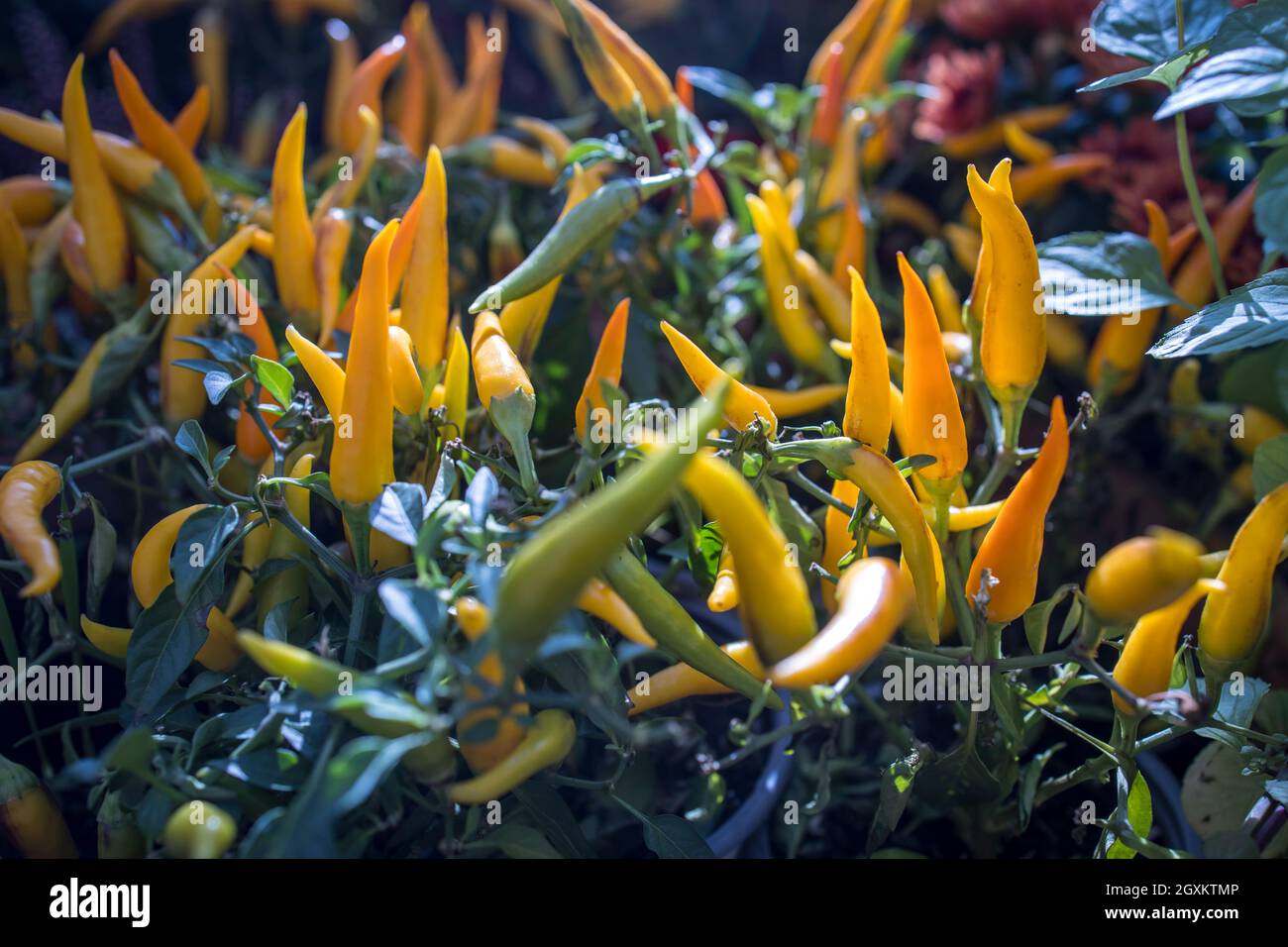 Sweet and chili yellow pepper capsicum decorate the windowsill Stock ...