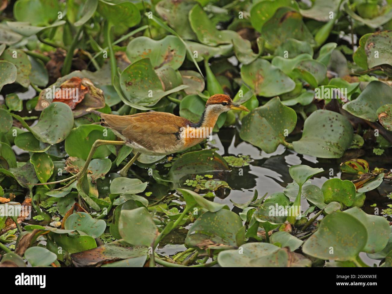 Bronze winged jacana india hi-res stock photography and images - Alamy