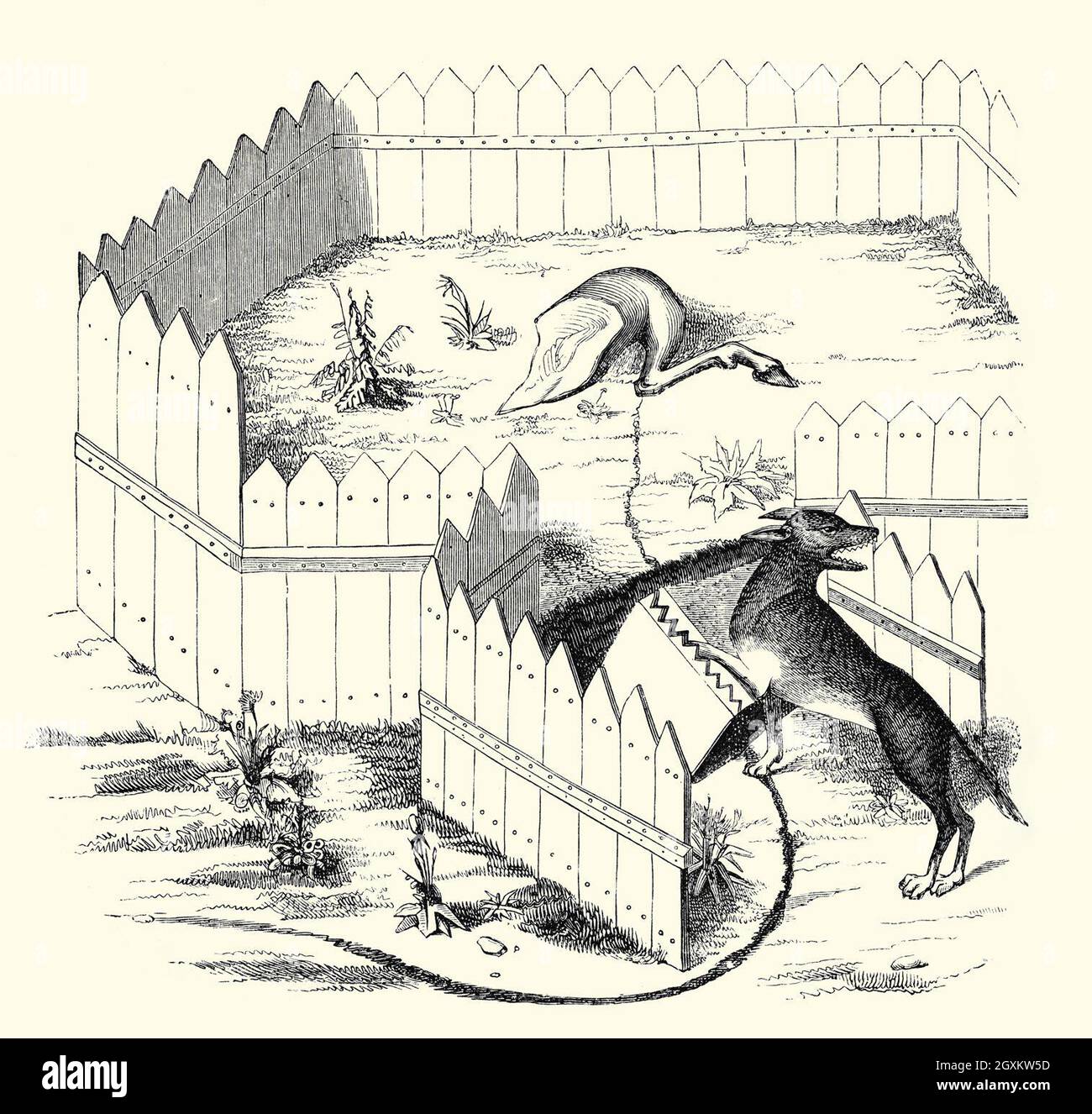 Wolf bait hi-res stock photography and images - Alamy