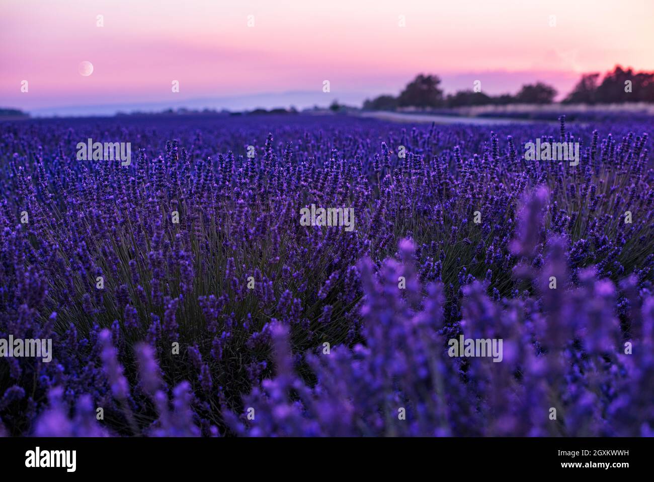 Moon During colorful sunset at lavender field in summer purple aromatic flowers near valensole ...