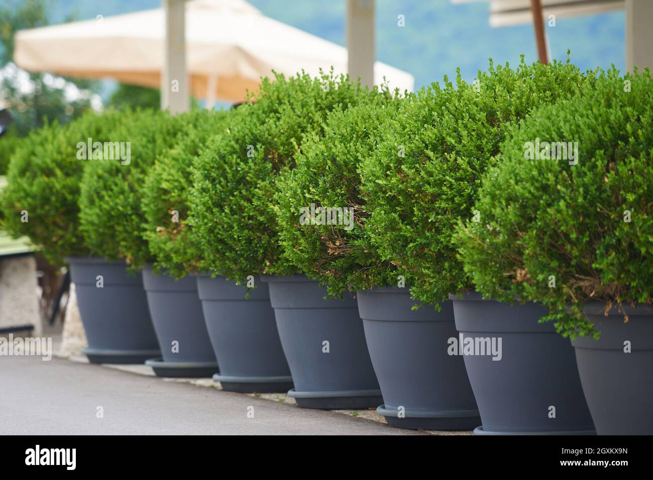 Boxwood hedge hi-res stock photography and images - Alamy