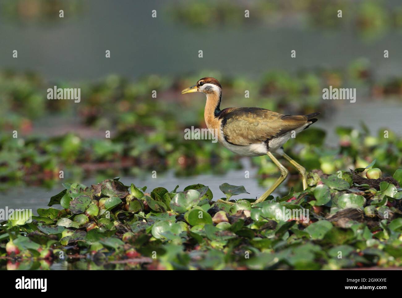 Bronze winged jacana india hi-res stock photography and images - Alamy
