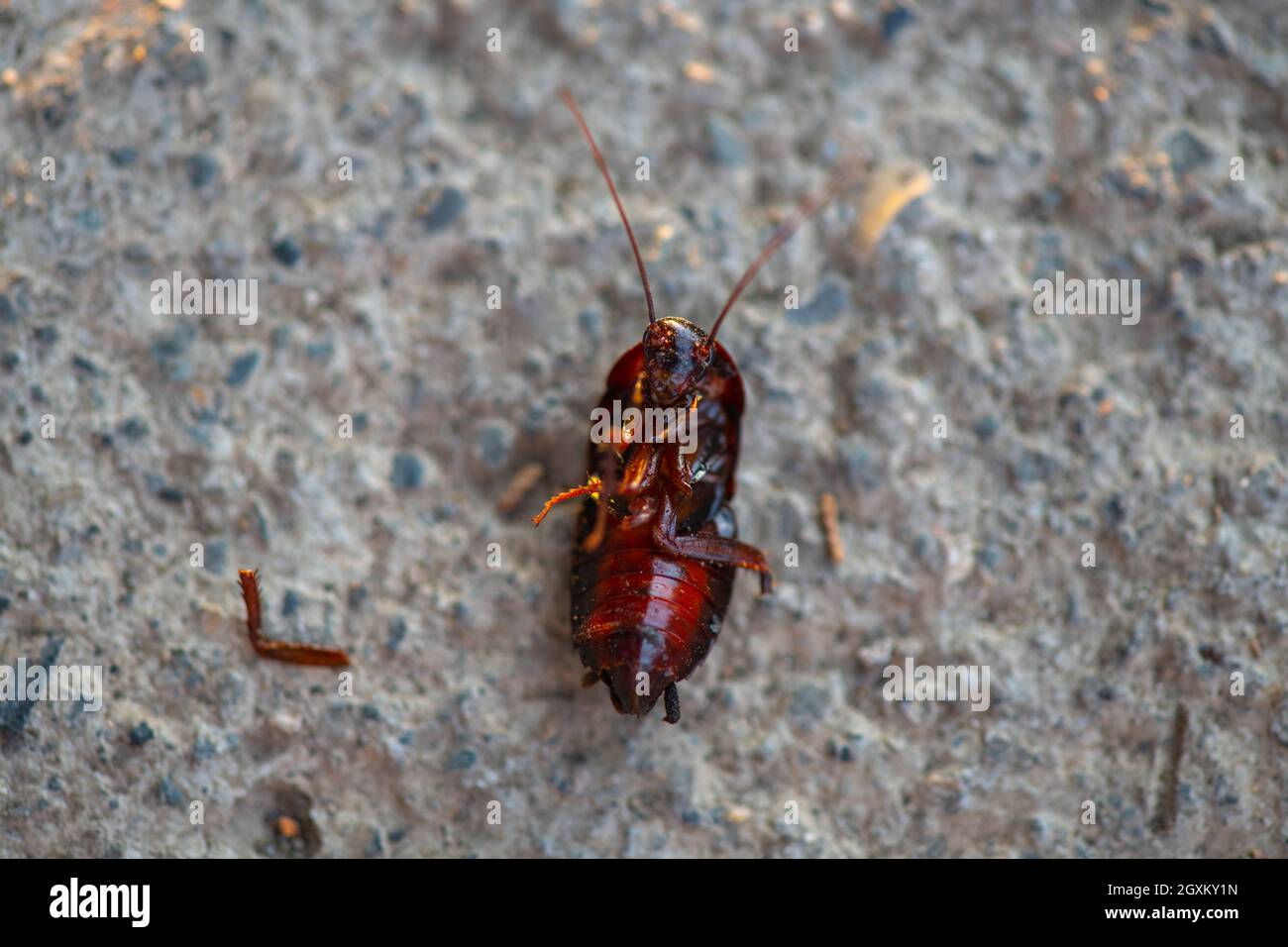scary black cockroach lying on the sidewalk Stock Photo - Alamy