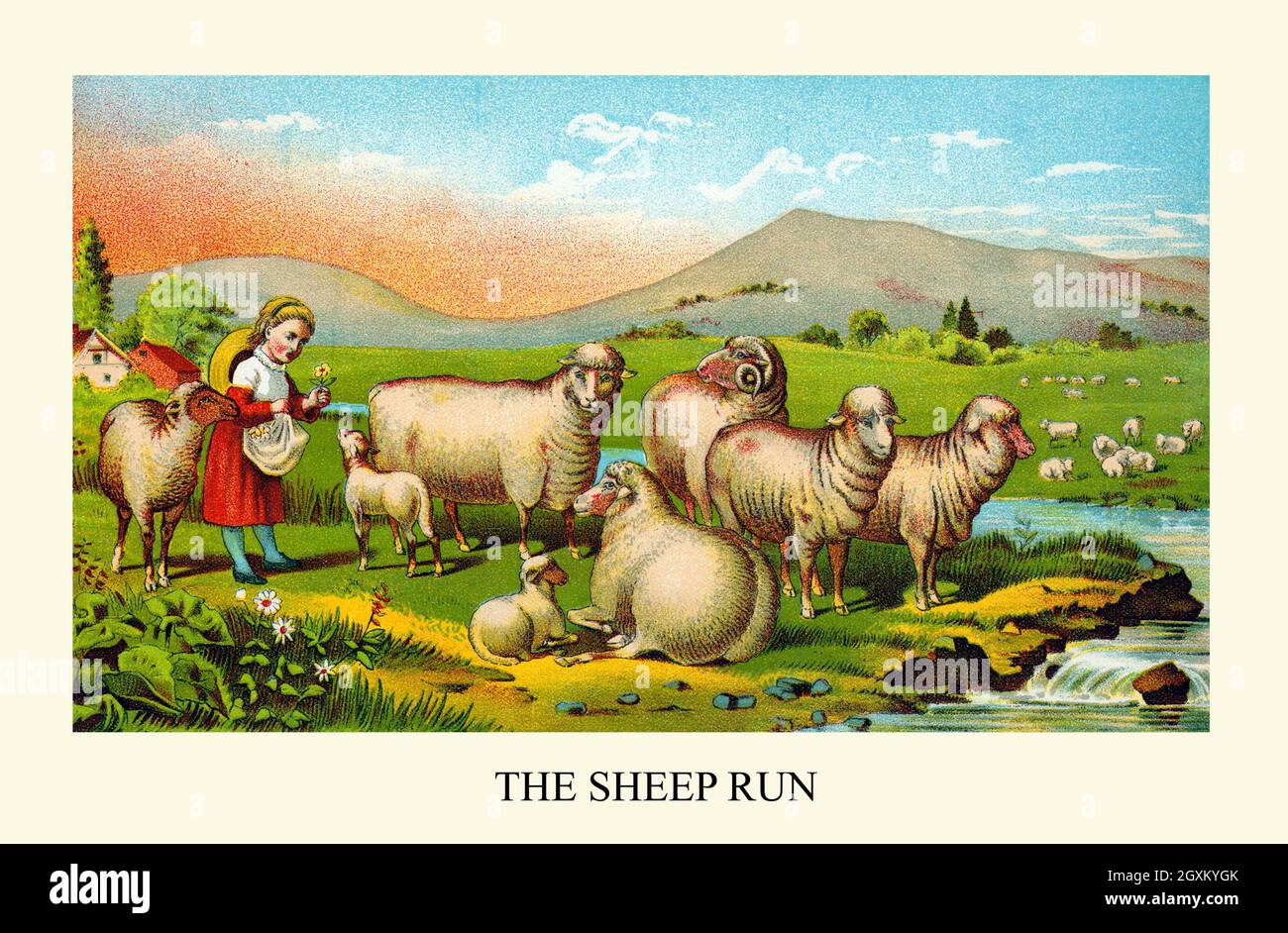 The Sheep Run Stock Photo - Alamy