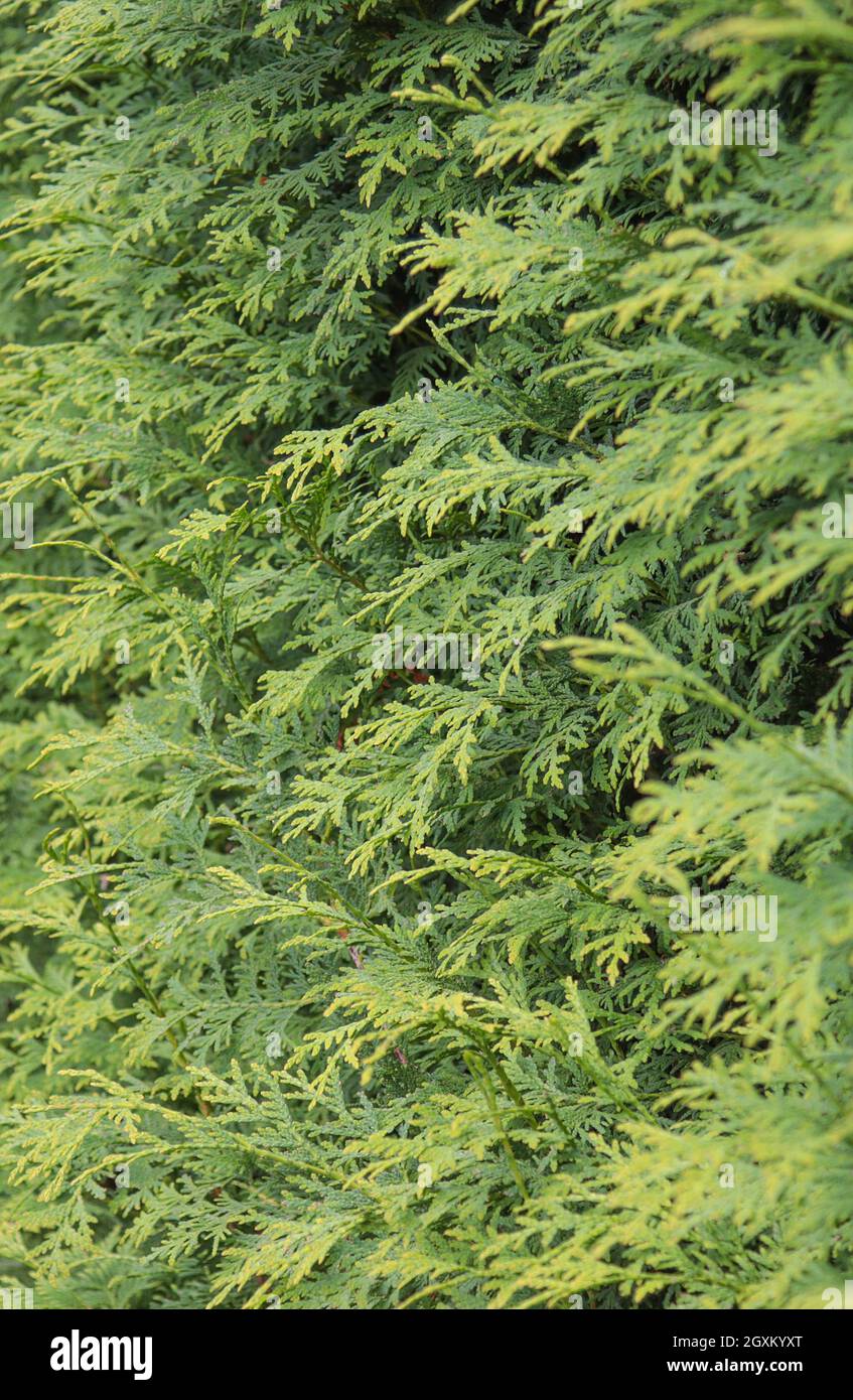 Evergreen background, fresh summer cypress leaves. Green leaves ...