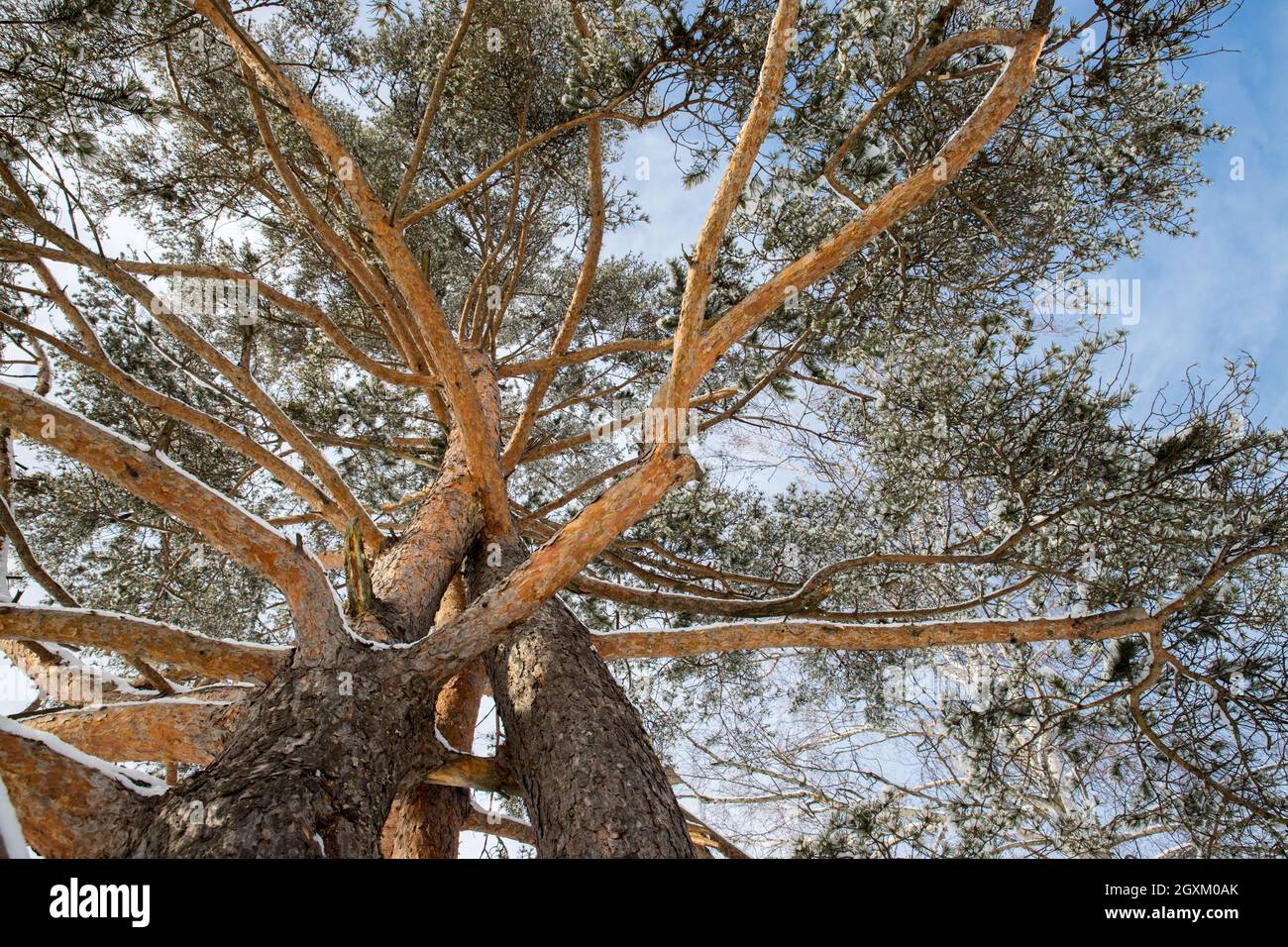 Branches of a pine tree in the winter Stock Photo - Alamy
