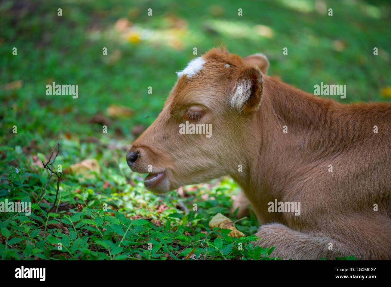 Adult and calf hi-res stock photography and images - Alamy