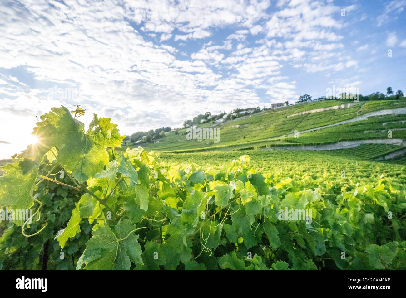 Heritage trail vineyards hi-res stock photography and images - Alamy
