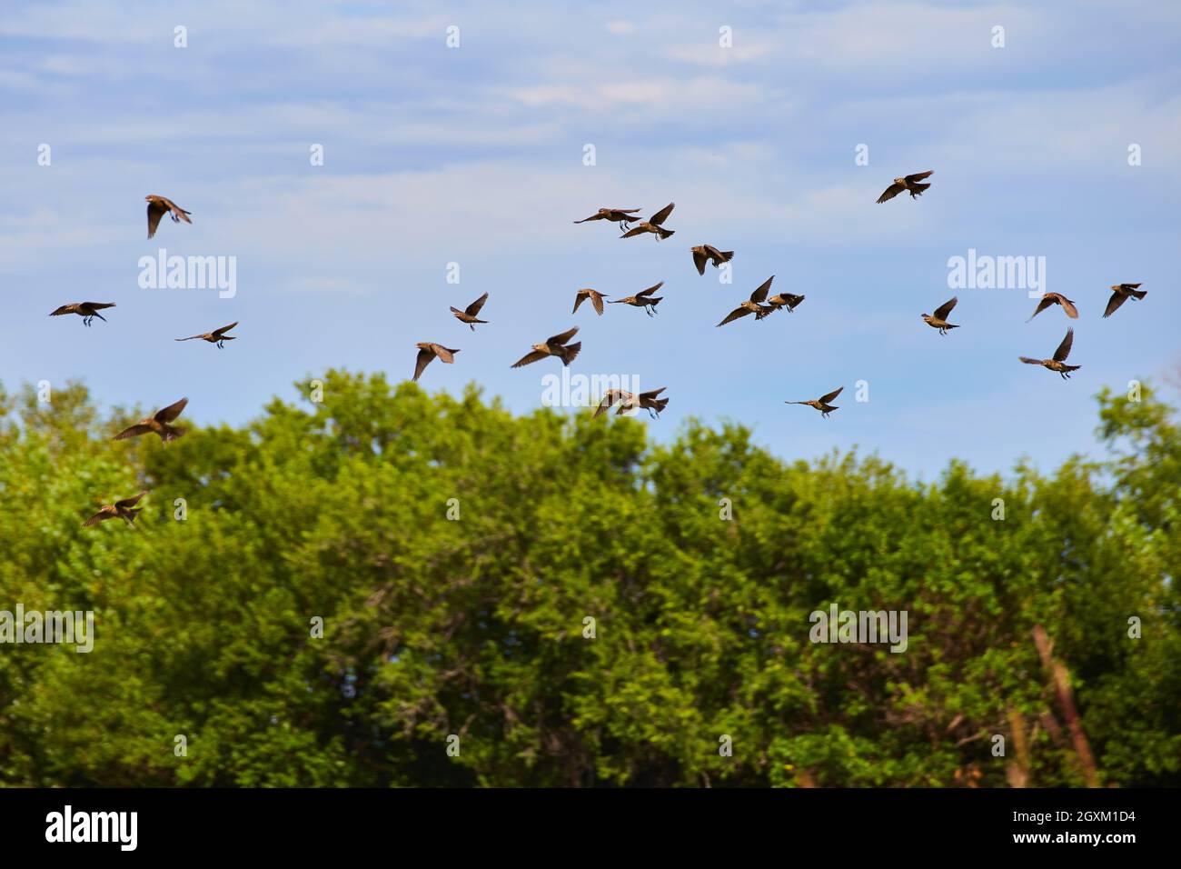 Small flock of tiny birds flying by forest Stock Photo - Alamy