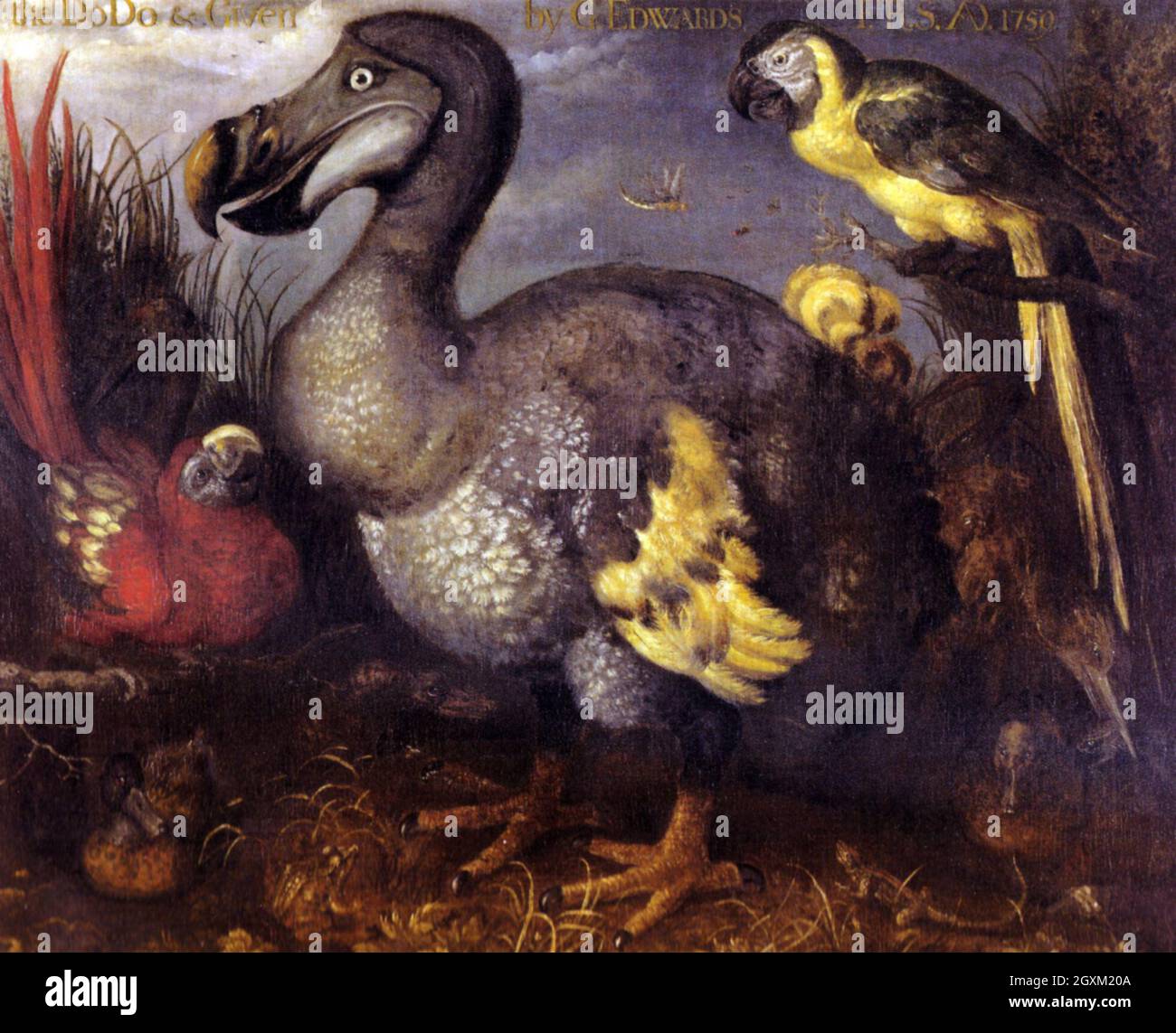 Extinct dodo hi-res stock photography and images - Alamy