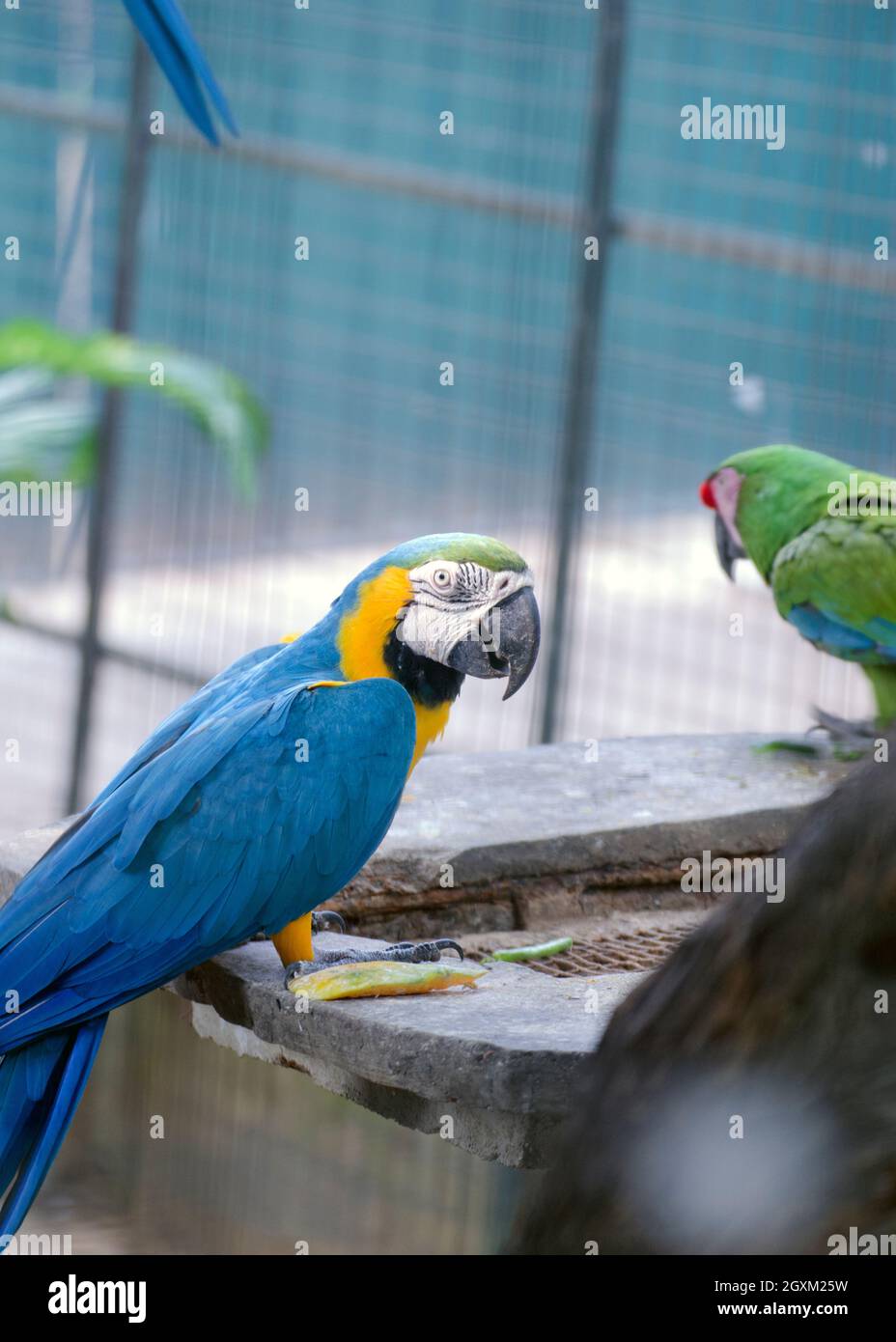 Two beautiful large parrots hi-res stock photography and images - Alamy