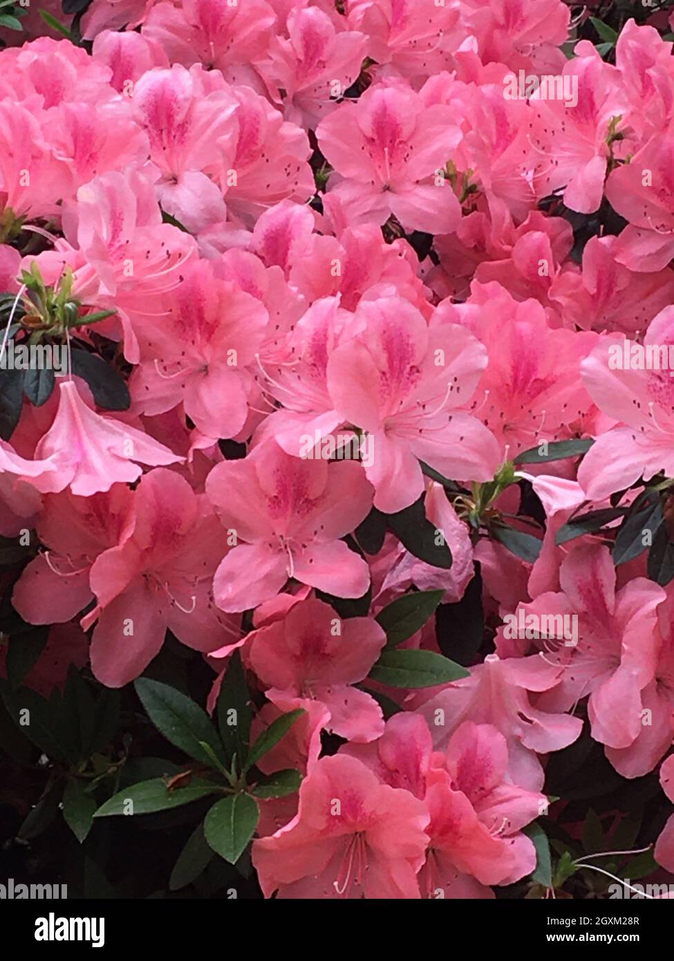 Pink flower of an azalea Stock Photo - Alamy