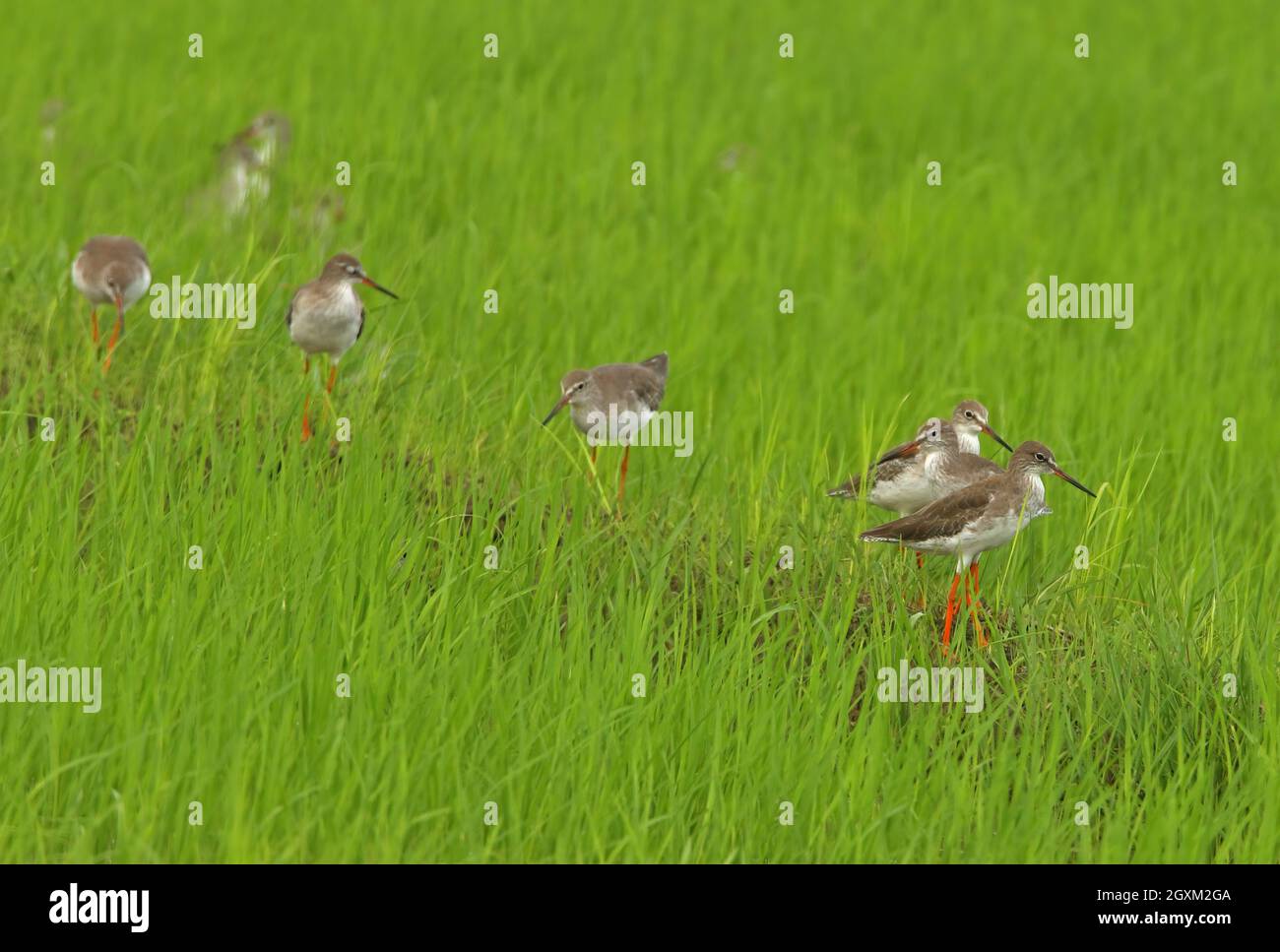 Birding in sri lanka hi-res stock photography and images - Alamy