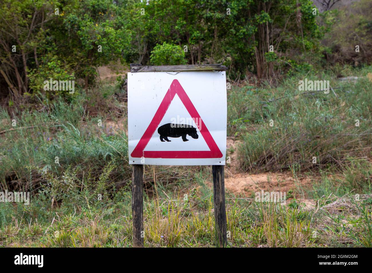 Warning sign with a picture of a hippopotamus in a red triangle Stock ...