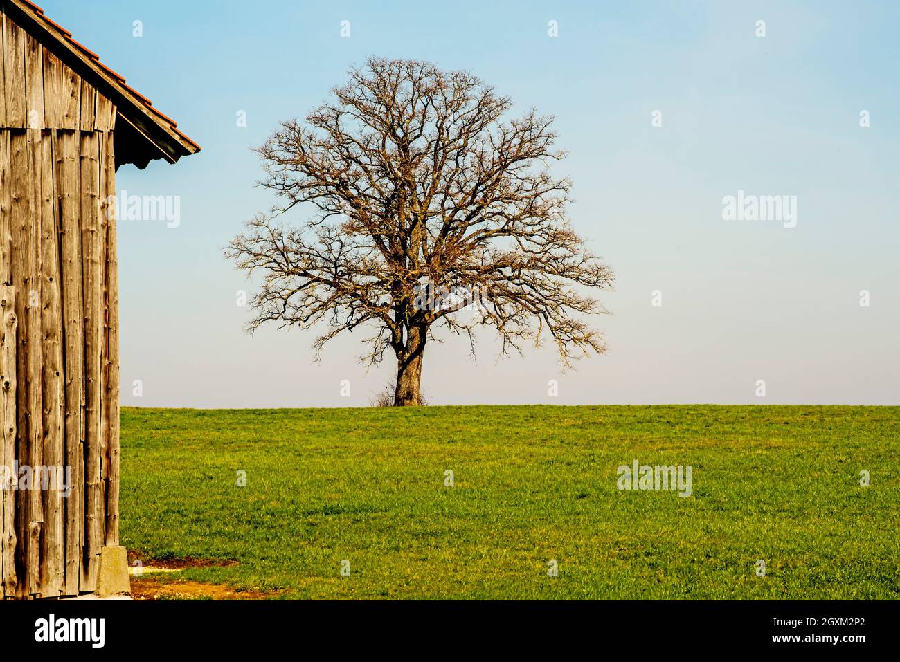 tree in early spring Stock Photo - Alamy