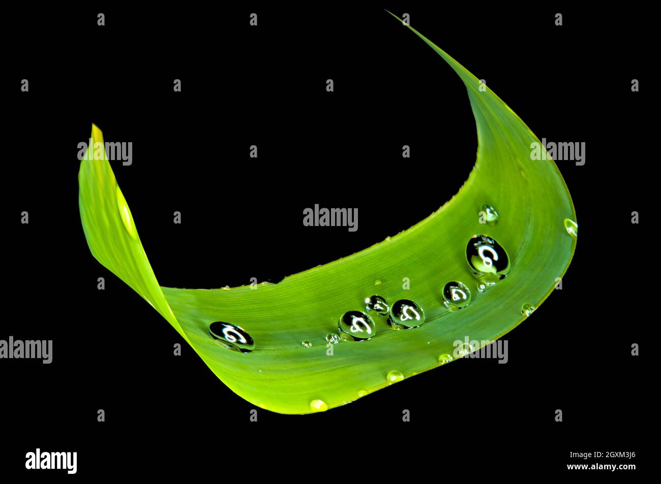 bamboo leaf with bow Stock Photo - Alamy