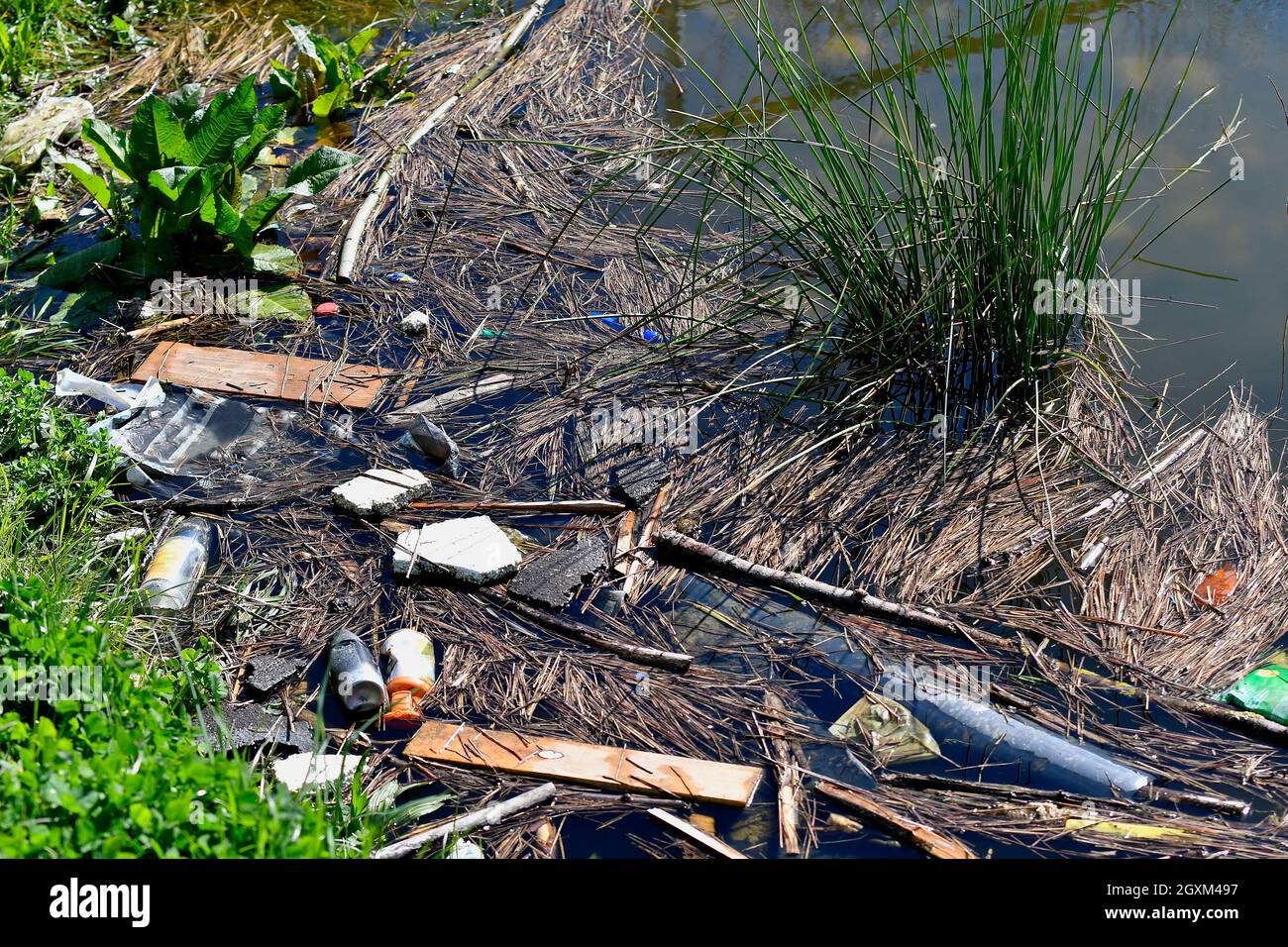 environmental pollution in a pond in Germany Stock Photo - Alamy