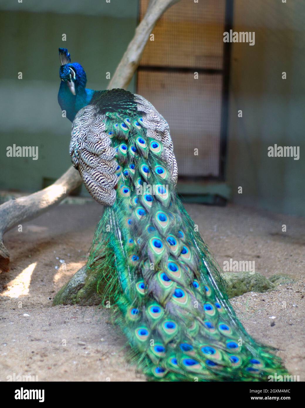 Blue Peacock bird at the zoo Stock Photo - Alamy