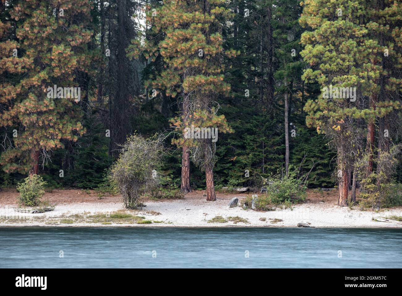 Pine Trees Along the Wenatchee River Stock Photo - Alamy