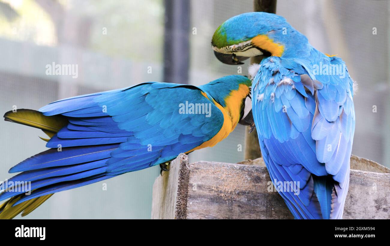 Two Macaw Parrots Birds Sitting and Sleeping Stock Photo - Alamy
