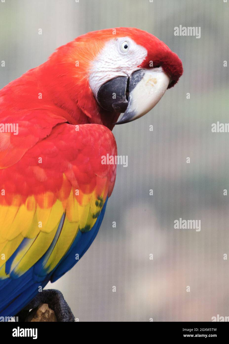 Red, Blue and Yellow Parrot bird (Severe Macaw) sitting on the tree ...