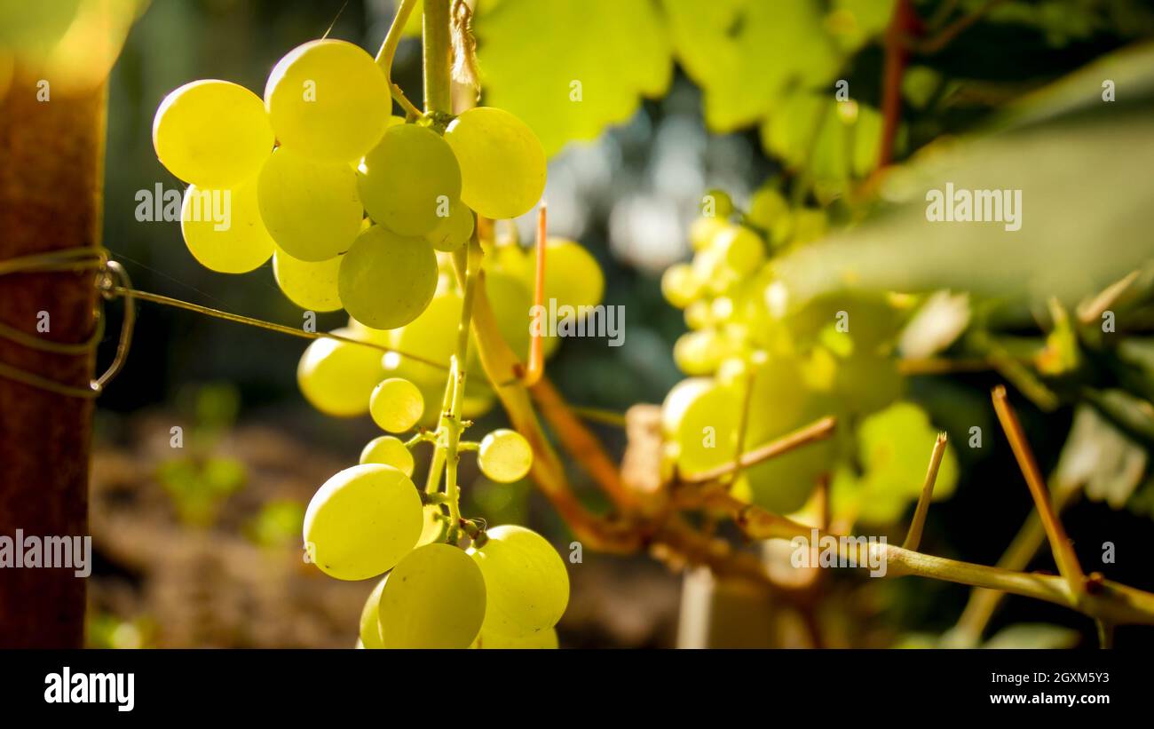 Closeup photo of green grapes growing on the vineard at countryside Stock Photo - Alamy