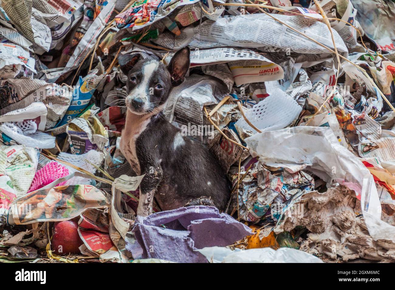 KOLKATA, INDIA - OCTOBER 31, 2016: Stray dog in a garbage at New Market ...