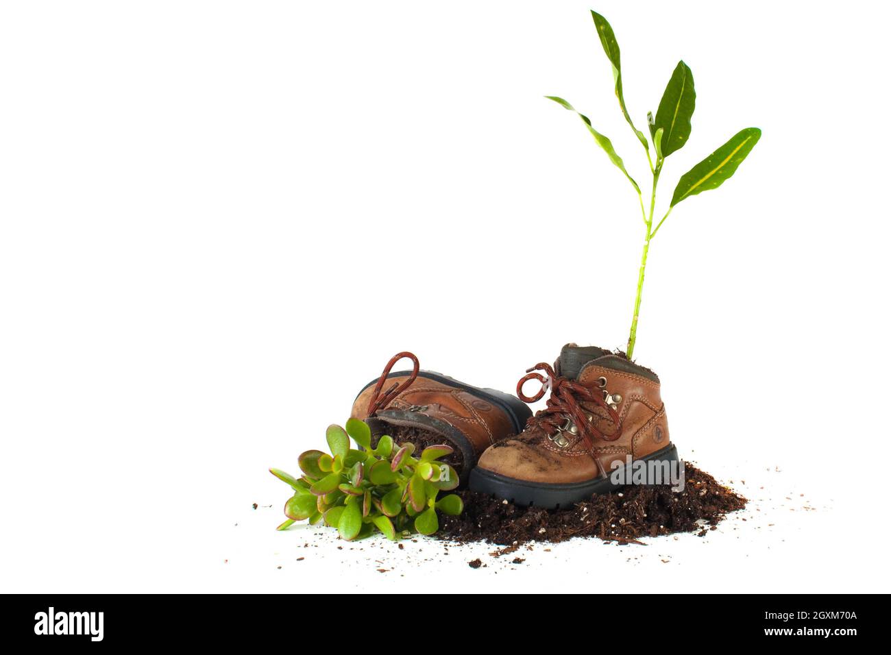 Worker's shoes surrounded by dirt with a green plant growing out of one ...