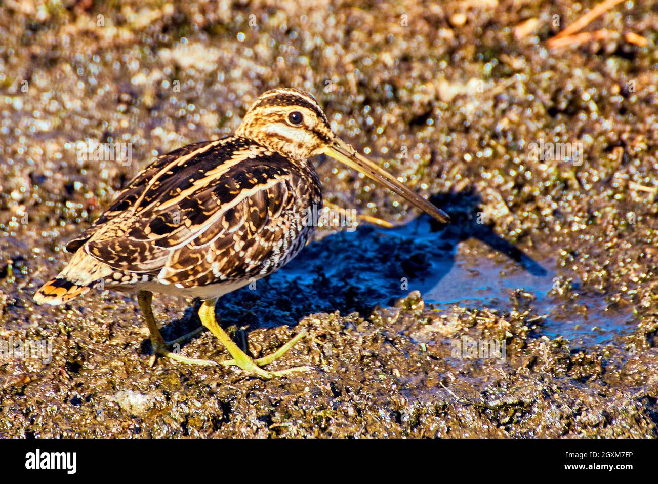 Close up of bird with long beak on mud Stock Photo - Alamy