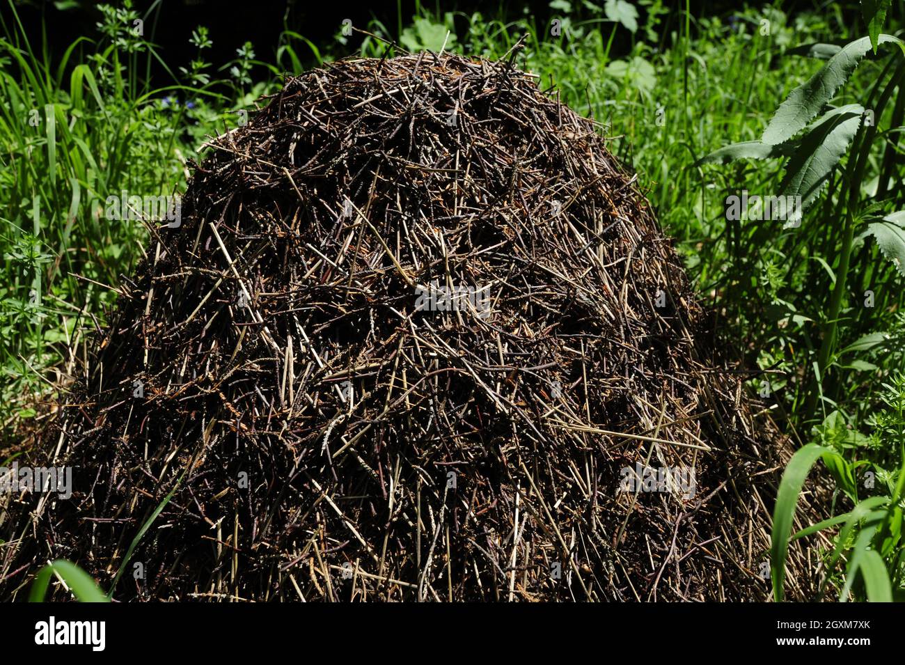 Biodiversity bite hi-res stock photography and images - Alamy