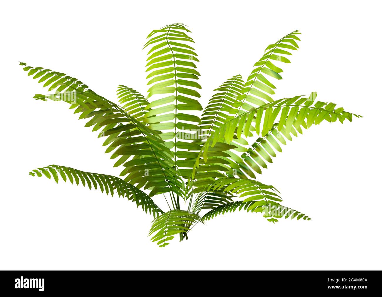 3D rendering of a green fern plant isolated on white background Stock ...