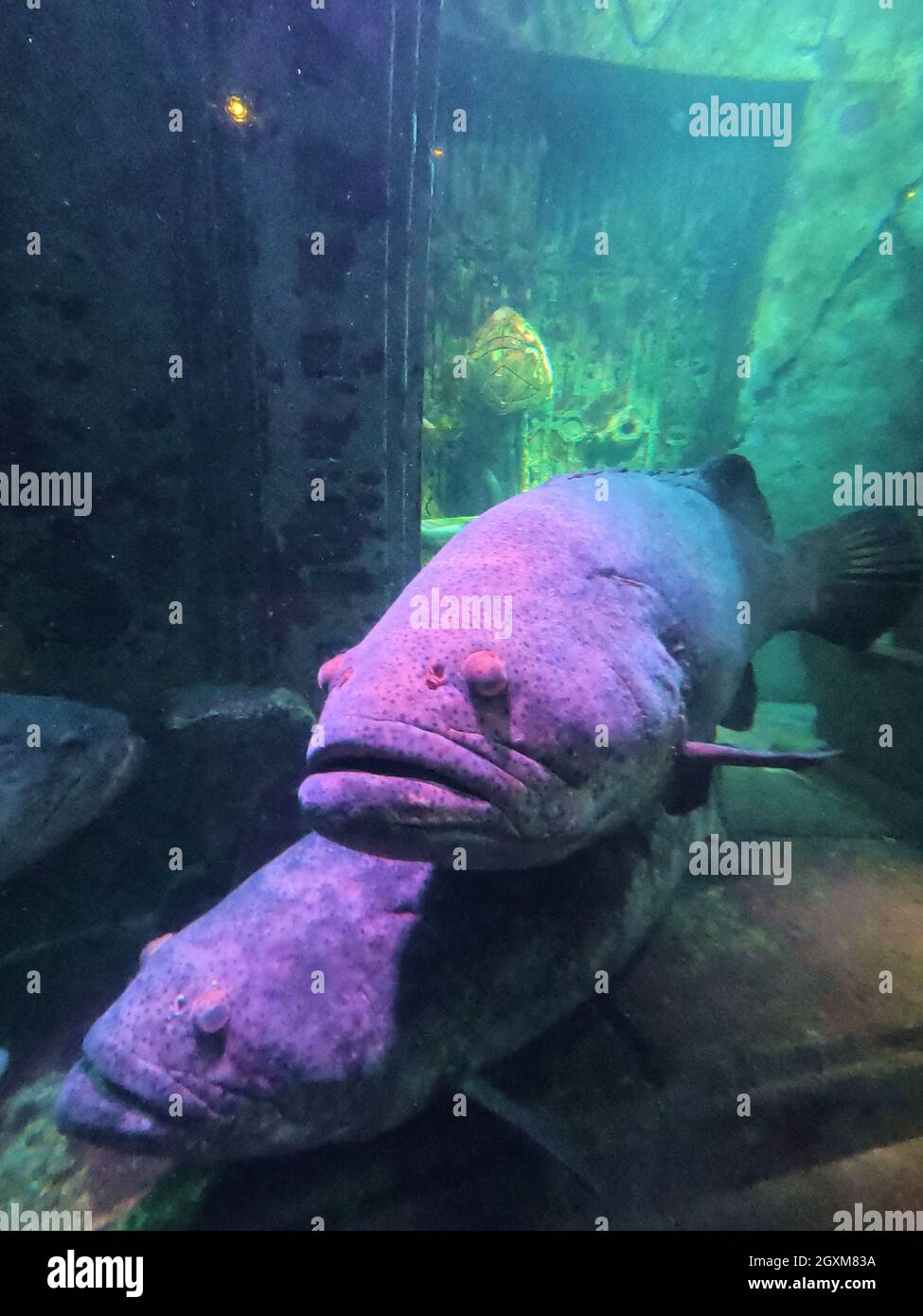 Large purple fish in aquarium Stock Photo - Alamy