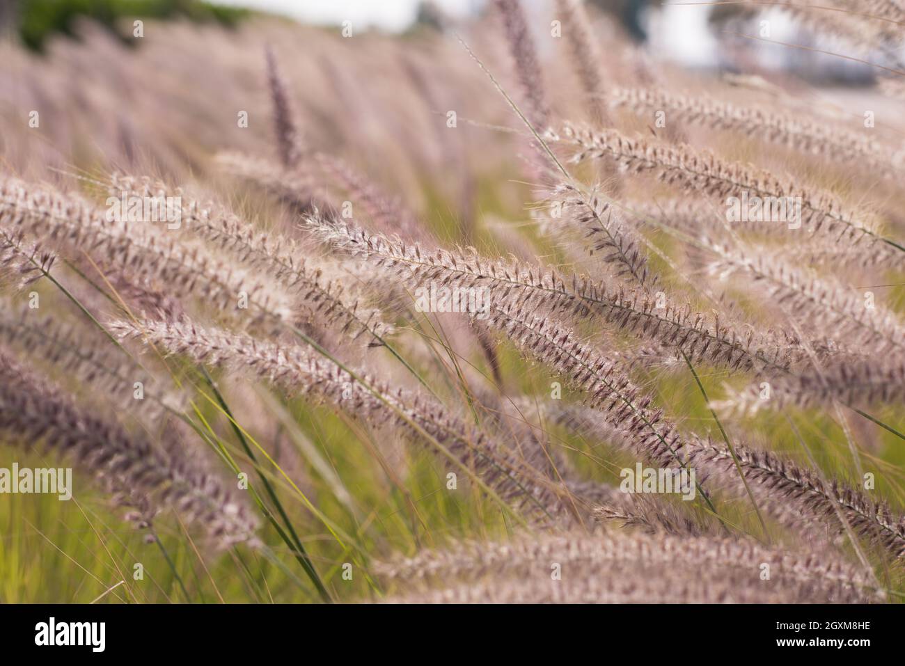Beautiful nature landscape Alpine meadow. Grass closeup with sunbeams ...