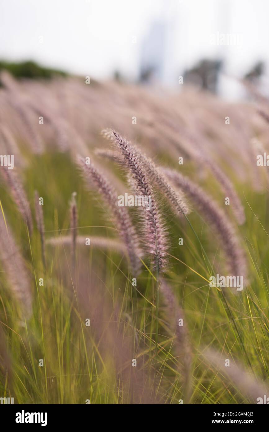 Beautiful nature landscape Alpine meadow. Grass closeup with sunbeams ...