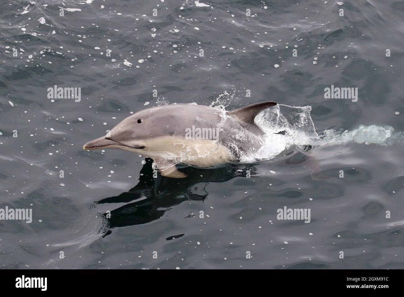 Sequence 11 - Sequence of 4 photos of a Common dolphin leaping in UK ...