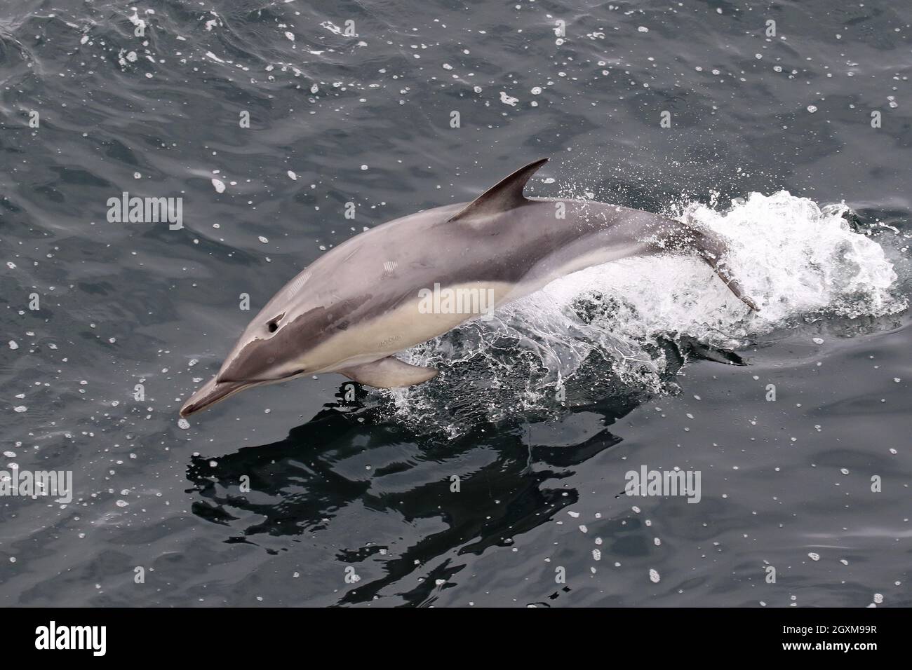 Sequence 11 - Sequence of 4 photos of a Common dolphin leaping in UK ...