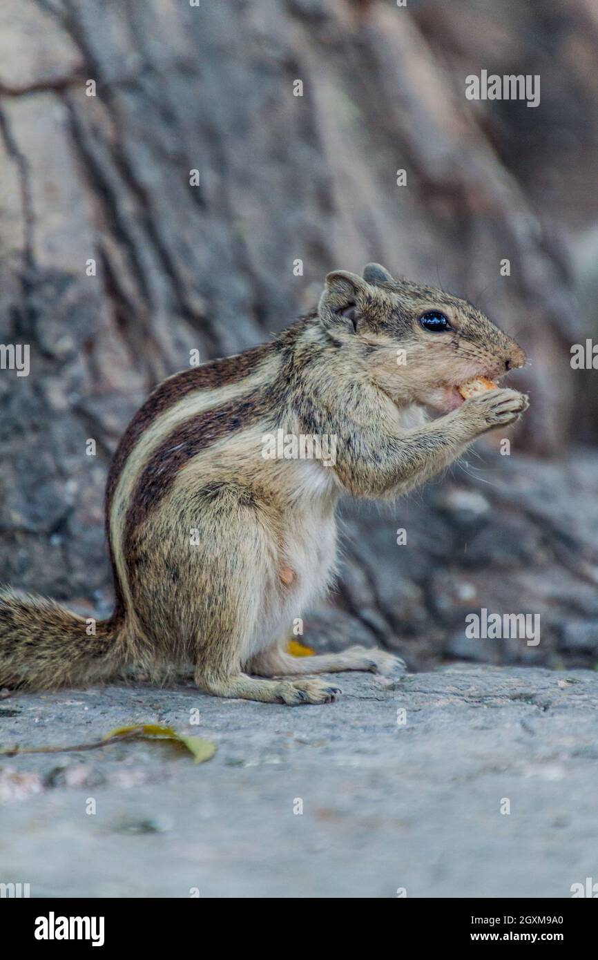 Chipmunk eating a biscuit in Delhi, India Stock Photo - Alamy