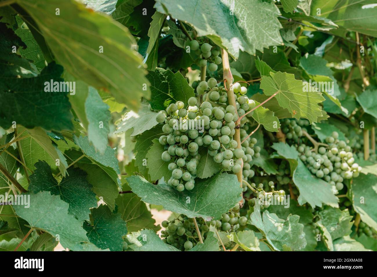 Detail of unripe organic grapevine in spring.Close up of white grapes ...