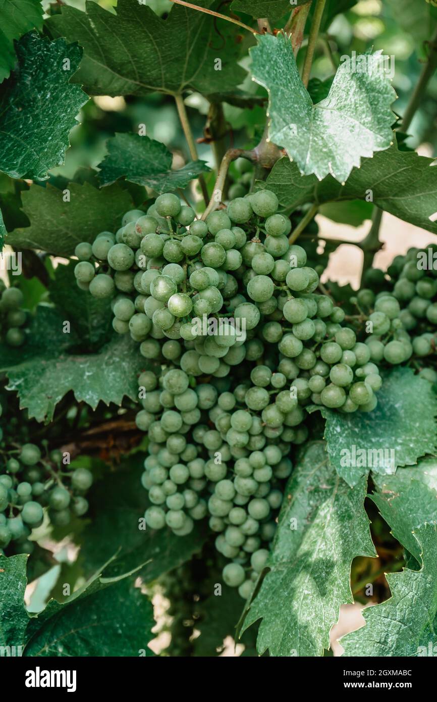 Detail of unripe organic grapevine in spring.Close up of white grapes ...
